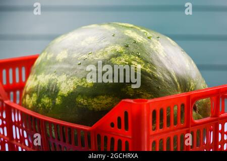 Big striped watermelon in red box closeup Stock Photo - Alamy
