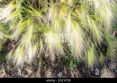 Fluffy plant nature background. Spikelets collected on the field Stock ...