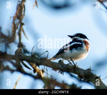 Chinspot batis (Batis molitor) male perched in a tree Stock Photo - Alamy