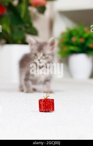 A small fluffy kitten plays with toys Stock Photo - Alamy