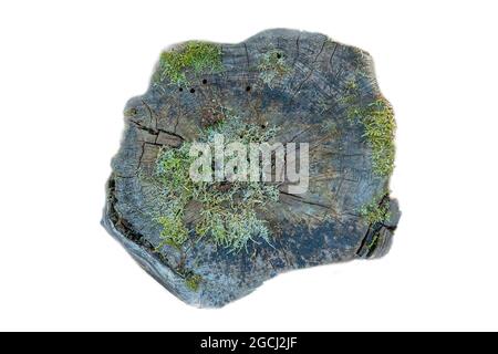 Forest industry. Saw cut of daphne willow, You can see a lot of wood ...