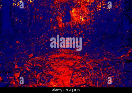 National park. Thermal imager used. Mysterious and frightening jungle ...