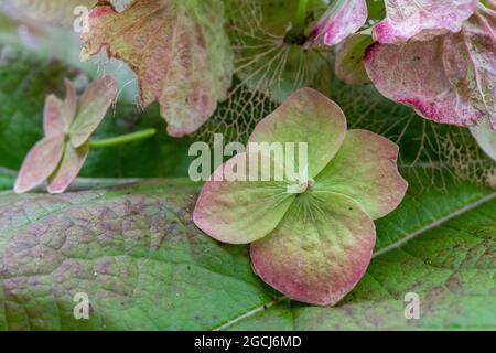 botany, autumnal hydrangea blossoms, FOR GREETING/POSTCARD-USE IN GERM ...