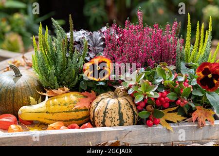 botany, autumnal plant wooden box, FOR GREETING/POSTCARD-USE IN GERM ...