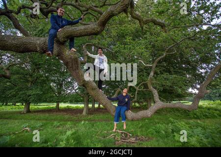 young man climbing in the tree Stock Photo - Alamy
