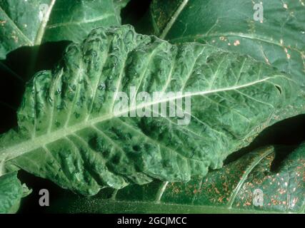 Cucumber mosaic virus symptoms, mottled chlorosis, on squash (Cucurbita ...