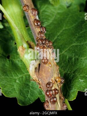 European fruit lecanium scale insect Parthenolecanium corni, female ...