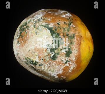Brown rot (Trichoderma sp.) green storage mould on wrapped orange fruit ...