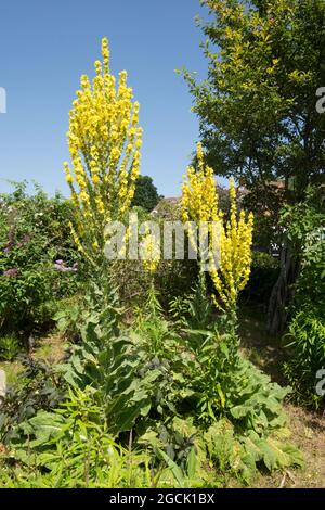 Verbascum olympicum, Greek Mullein, Olympian Mullein, tall flower head ...