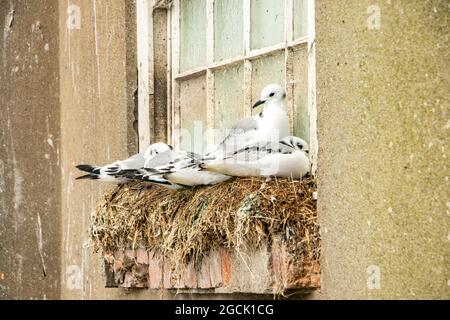 seagulls with guano nesting in window sills of the Grand hotel in ...