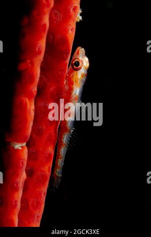 Closeup of tiny semi transparent Bryaninops yongei or Whip coral goby ...