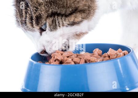 Tabby white cat eating wet food Stock Photo - Alamy