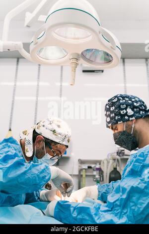 Professional competent vet surgeon with assistant in protective ...