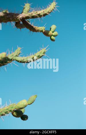 Low angle of green fig opuntia with spikes growing on background of ...