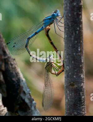 A selective focus shot of dragonflies mating on green leaf Stock Photo ...