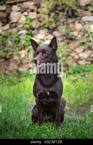 working kelpie dog sitting in grass on a farm in Australia in spring ...