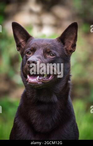 brown australian kelpie Stock Photo - Alamy