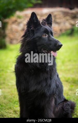 Black German Shepherd Dog or Alsatian Wolf Dog. Close Up Portrait On ...
