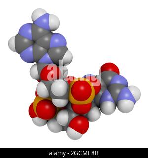 Cyclic guanosine monophosphate-adenosine monophosphate, cGAMP molecule ...