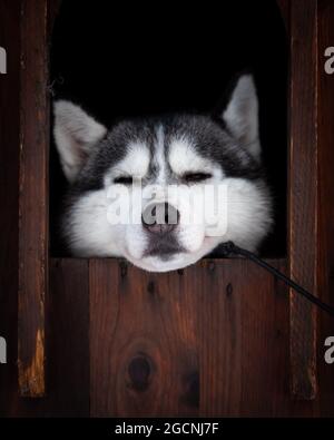 Siberian husky inside a wooden dog house in Lapland, Finland Stock ...