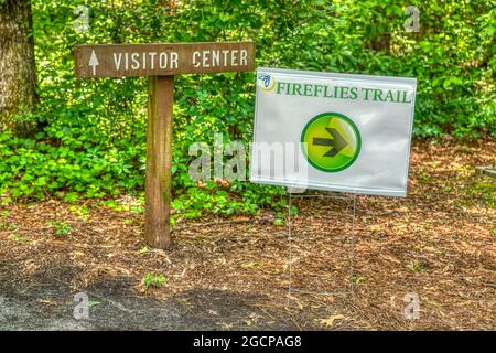 Synchronous Fireflies trail at Congaree National Park in South Carolina ...