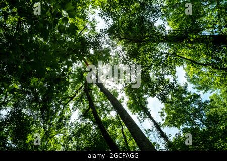 The canopy of the largest intact tract of old-growth bottomland ...