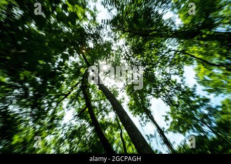 The canopy of the largest intact tract of old-growth bottomland ...