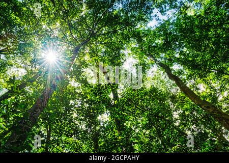 The canopy of the largest intact tract of old-growth bottomland ...