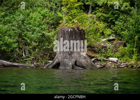 Old stumps showing springboard notches at Alouette Lake, Maple Ridge ...