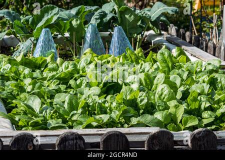 fresh, healthy Sinat from your own garden Stock Photo - Alamy