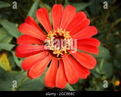 Flowers in Davao City Stock Photo - Alamy