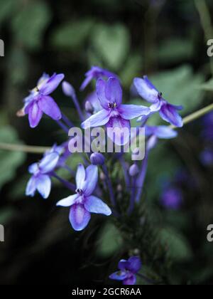 Flowers in Davao City Stock Photo - Alamy