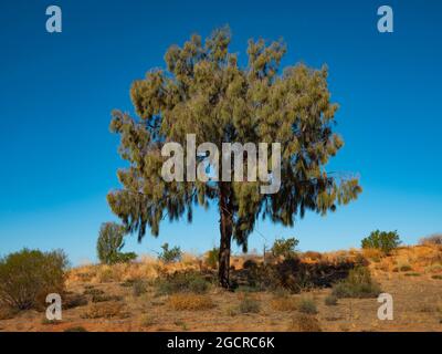 desert oak, allocasuarina decaisneana, in the Australian Outback of the ...