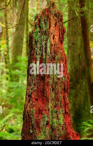 a exterior picture of an Pacific Northwest with Western red cedar trees ...