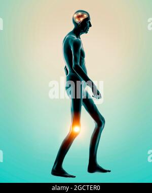 Motor functions. Knee pain. How the brain controls the movements of the ...