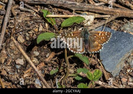 Pyrgus sp. Grizzled skipper Butterfly Stock Photo - Alamy
