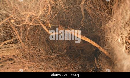 Bat hiding and looking to fly,inside of tree bush amazing look Stock ...