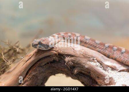 Israel Vipera palaestinae is a venomous viper species found in Syria ...