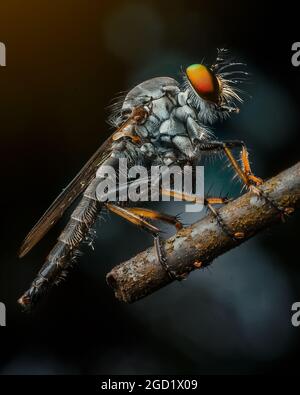 Robber fly portrait-macro photography Stock Photo - Alamy