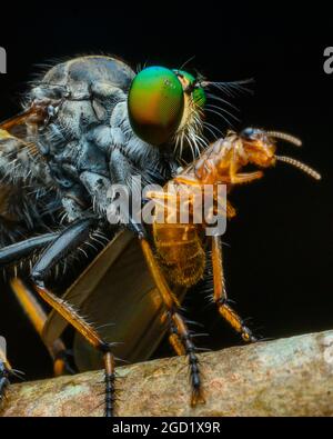 Jumping spider hunting fly Stock Photo - Alamy