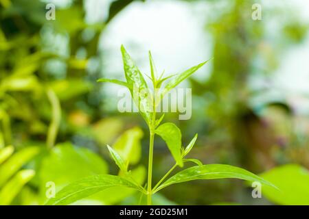Andrographis paniculata or green chiretta is an annual herbaceous plant ...