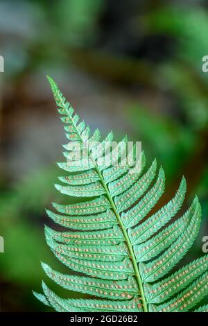Western Swordfern (Polystichum munitum), Dryopteridaceae Stock Photo ...