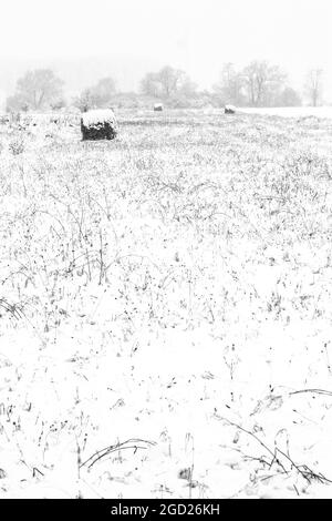 Bale rolls of hay rotting on field covered with snow in winter Stock ...