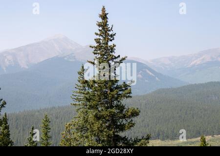 A tall tree growing in front of a modern architecture building Stock ...