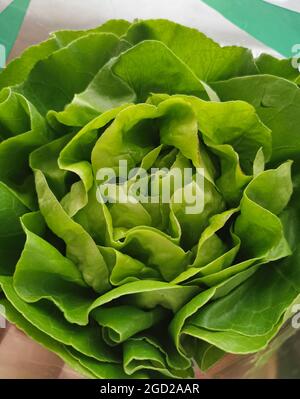 Green butter head lettuce Stock Photo - Alamy
