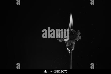 red burning flower. carnation in fire. Hot flame. Burning flower dark ...