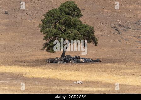sheep in shadow under tree in summer in Holland Stock Photo - Alamy
