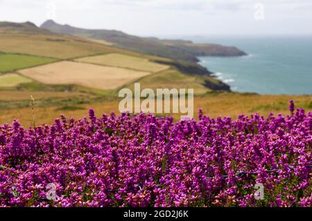 Carn Penberry view Pembrokeshire Wales Stock Photo - Alamy