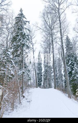 Winter woods, snowy mood. Cloudy day Stock Photo - Alamy