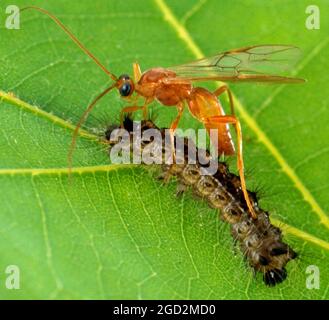 Wasp parasitizing a caterpillar. Aleiodes indiscretus wasp parasitizing ...